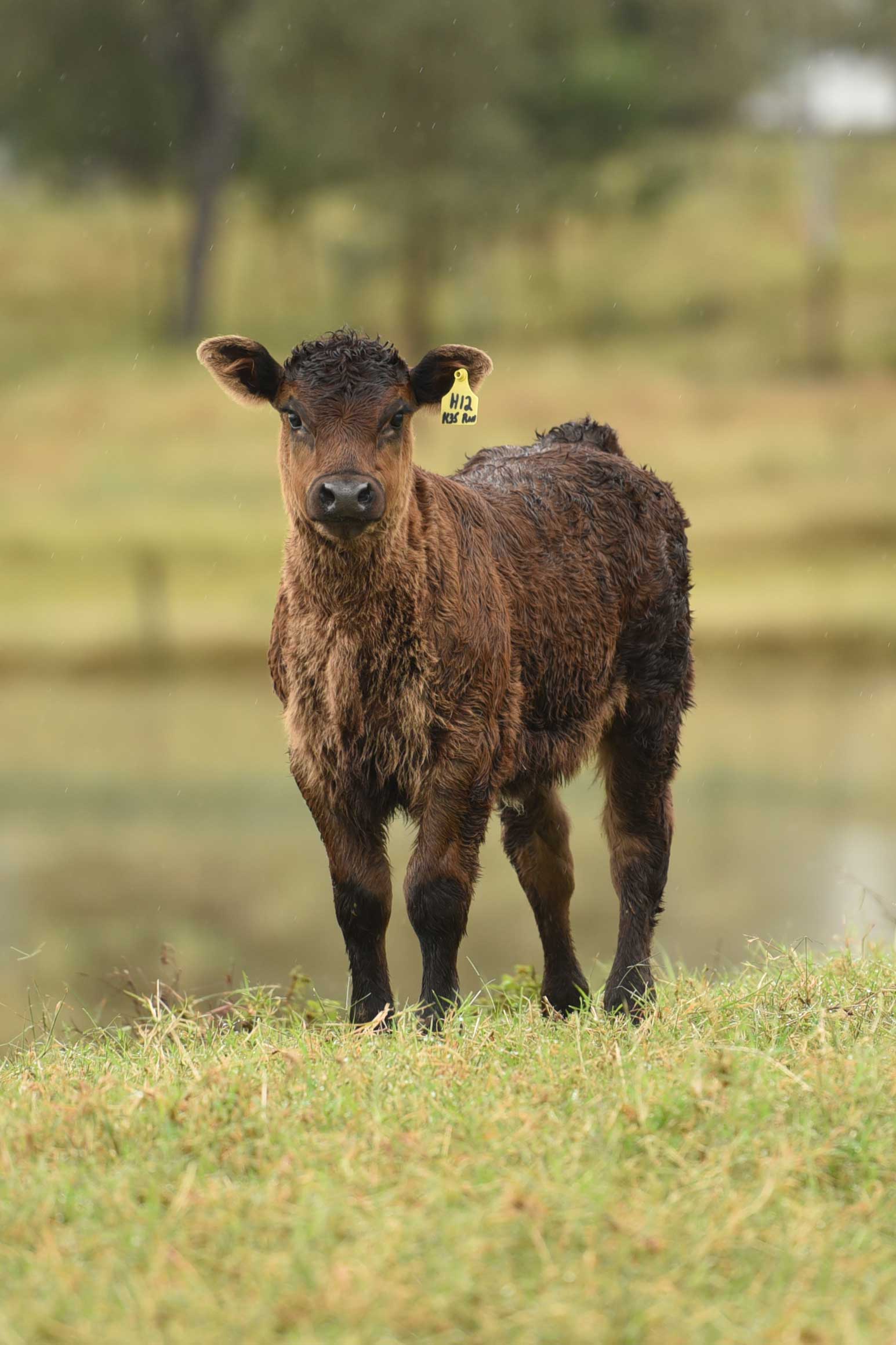 Livestock Photography | Design | Marketing - Practical Consulting